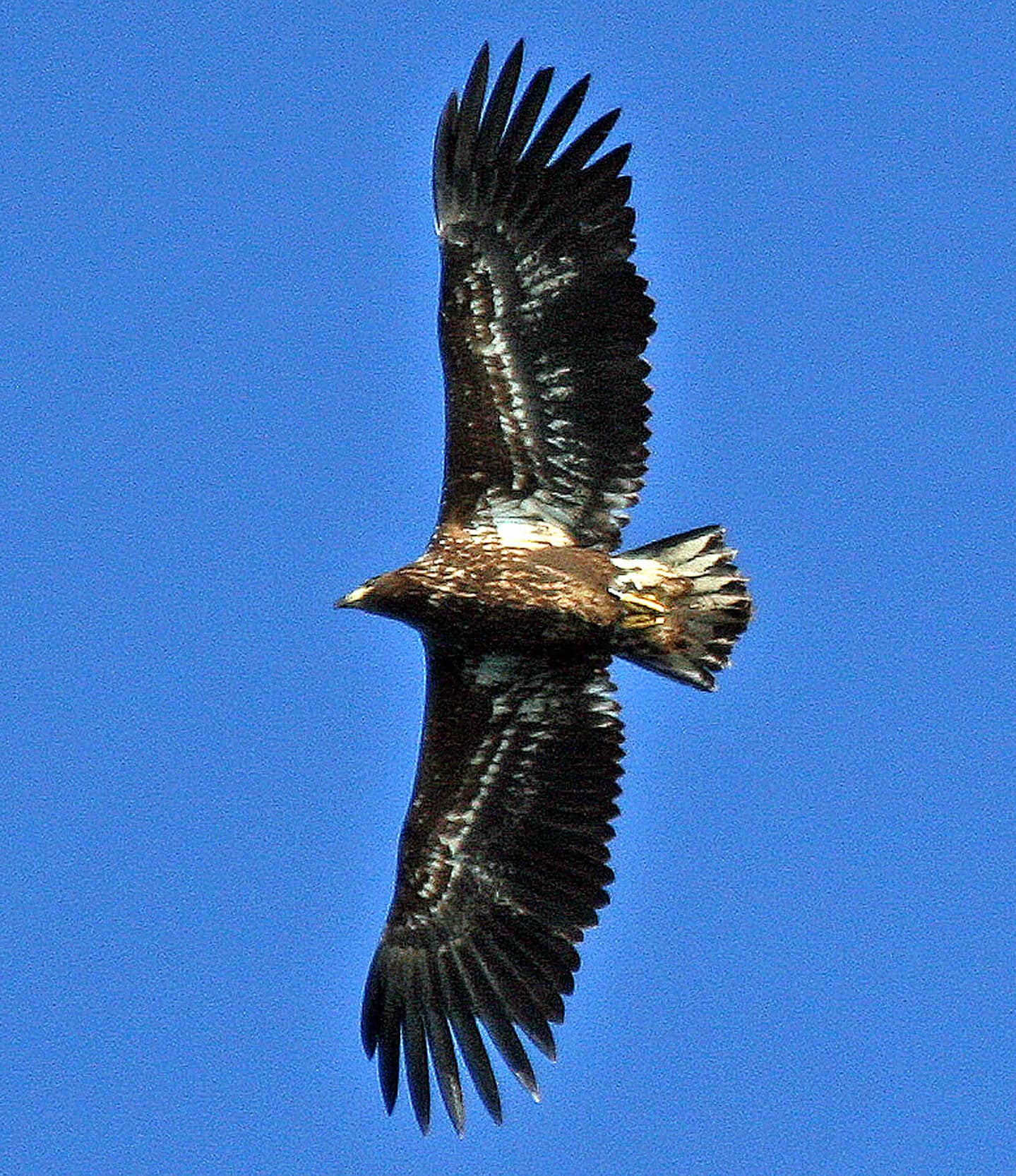Bird Watching In Badachro, Gairloch, Wester Ross