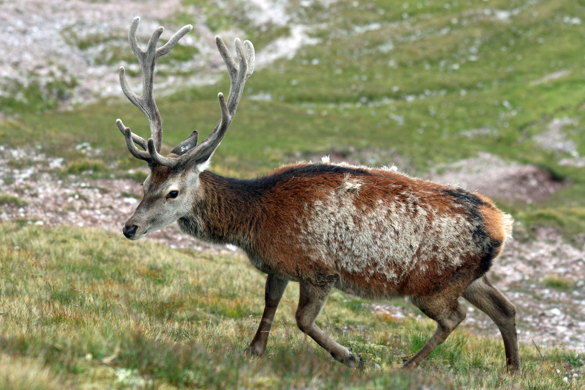 Mammals (and Sharks) In Badachro, Gairloch, Wester Ross